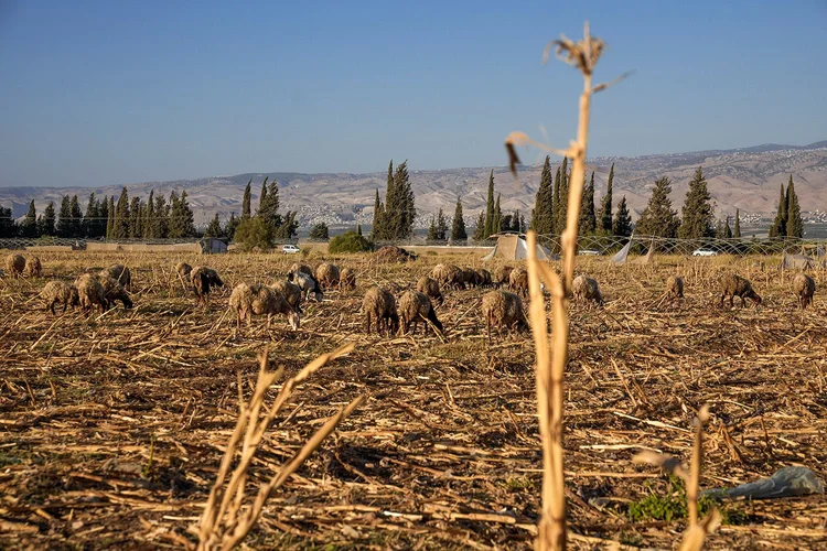 As Israeli settlements thrive, Palestinian taps run dry. The water ...