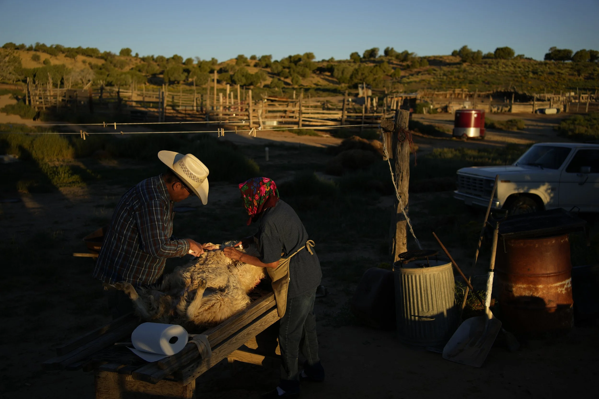 Navajo sheep herding at risk from climate change. Some young people ...