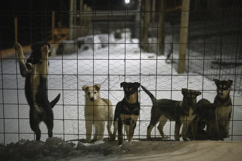 In Norway, sled dogs train and play in warming Arctic — AP Photos