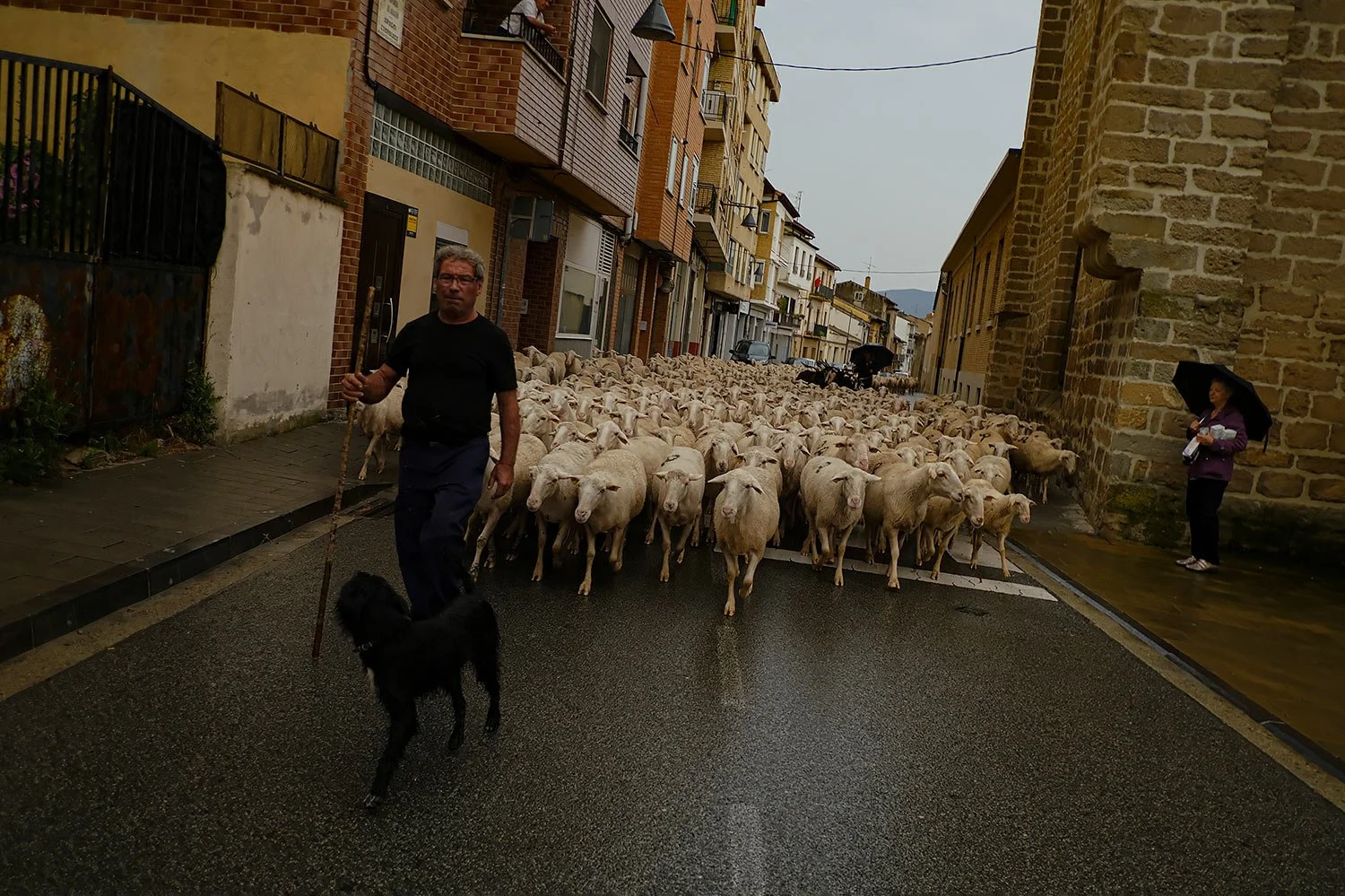 A shepherd keeps up the ancient rite of guiding sheep across northern ...