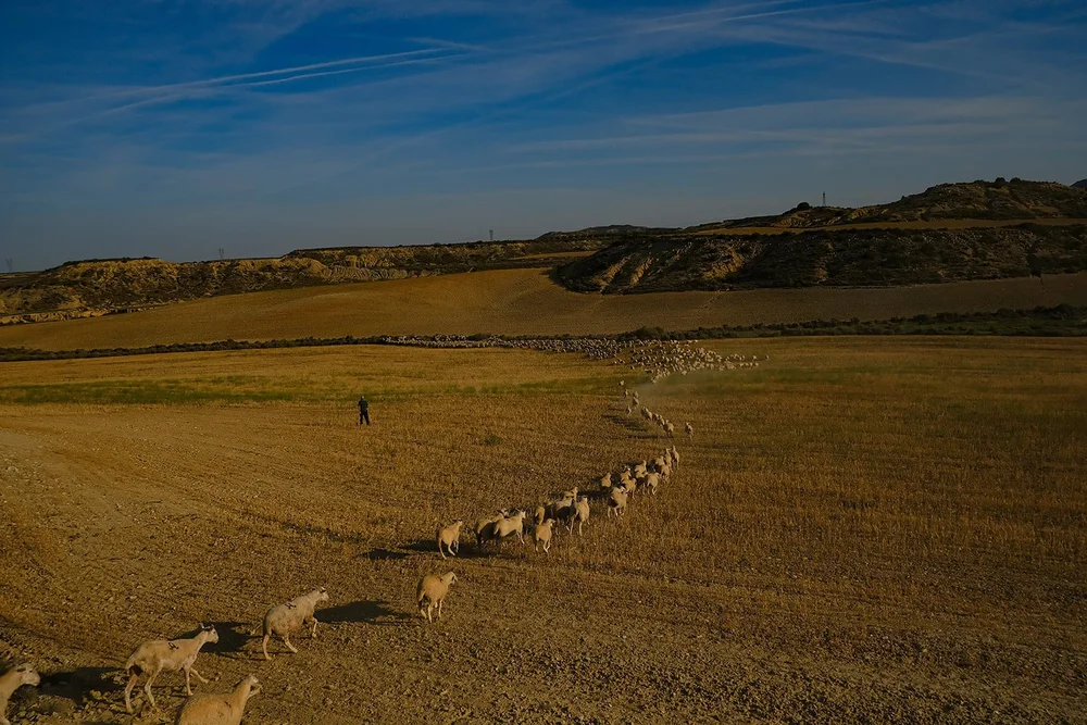 A shepherd keeps up the ancient rite of guiding sheep across northern ...