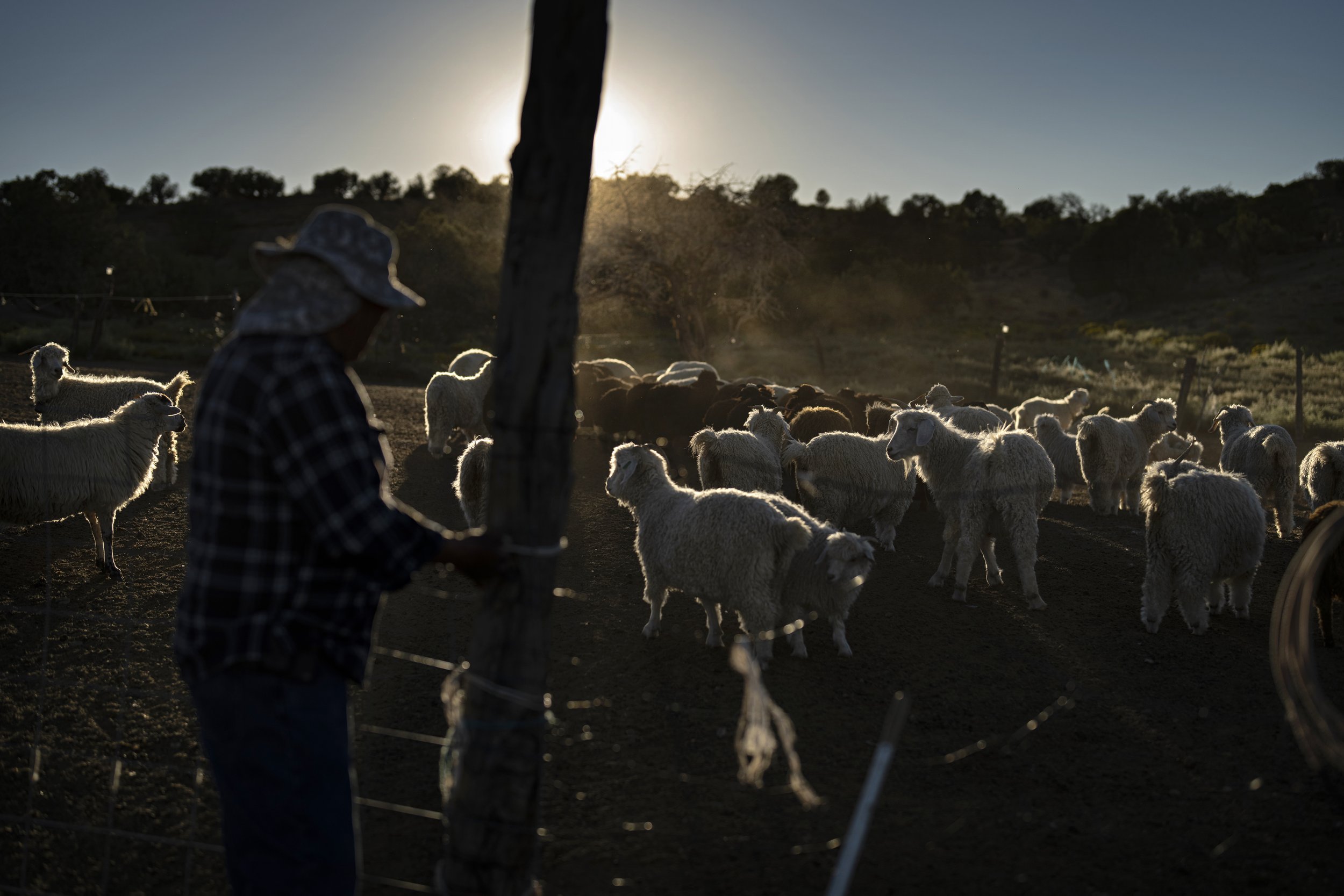 Navajo sheep herding at risk from climate change. Some young people ...