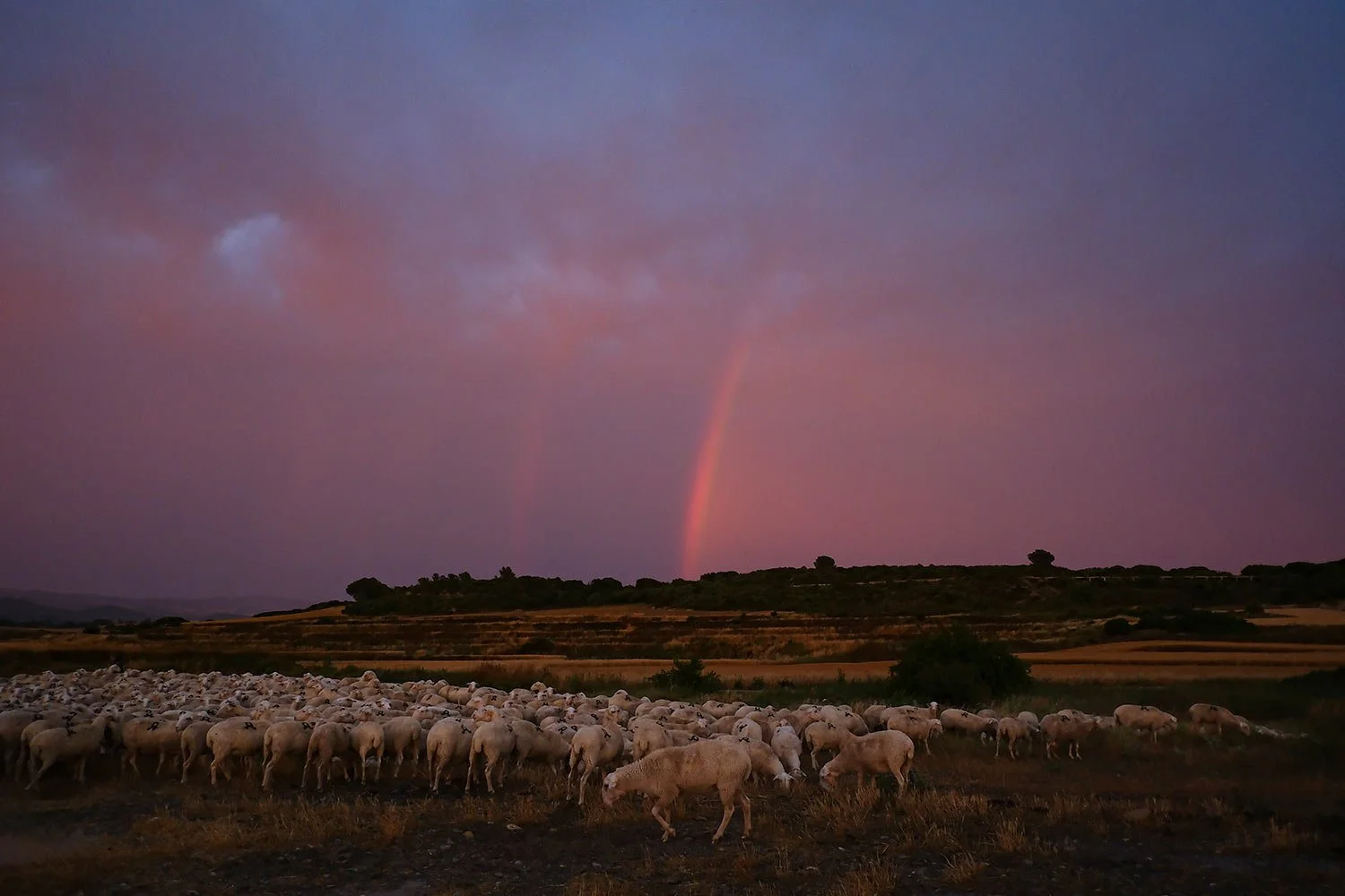 A shepherd keeps up the ancient rite of guiding sheep across northern ...