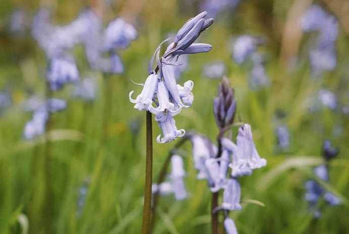BEST PLACES TO SEE BLUEBELLS IN NORTHERN IRELAND — NI EXPLORER