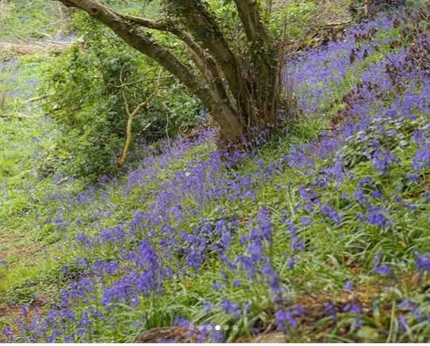 BEST PLACES TO SEE BLUEBELLS IN NORTHERN IRELAND — NI EXPLORER