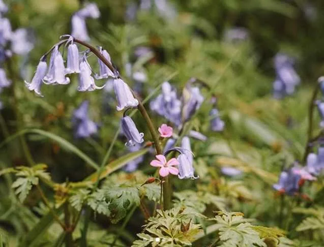 BEST PLACES TO SEE BLUEBELLS IN NORTHERN IRELAND — NI EXPLORER