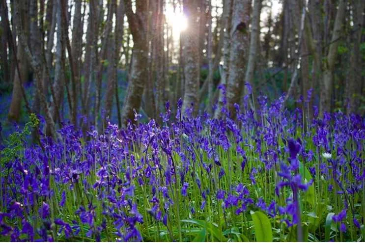 BEST PLACES TO SEE BLUEBELLS IN NORTHERN IRELAND — NI EXPLORER