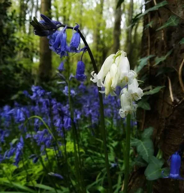 BEST PLACES TO SEE BLUEBELLS IN NORTHERN IRELAND — NI EXPLORER