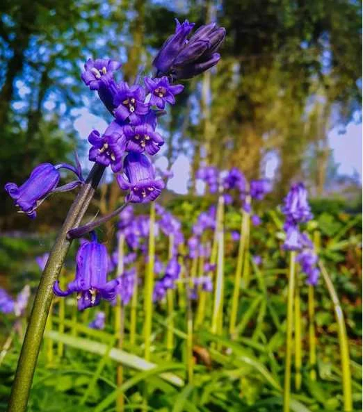 BEST PLACES TO SEE BLUEBELLS IN NORTHERN IRELAND — NI EXPLORER
