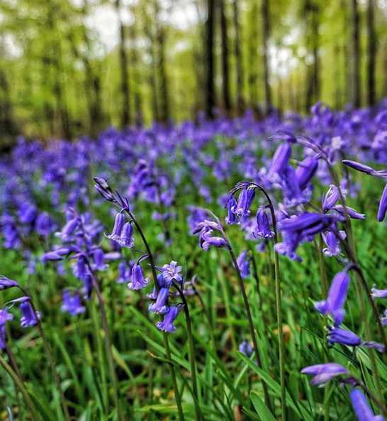 BEST PLACES TO SEE BLUEBELLS IN NORTHERN IRELAND — NI EXPLORER