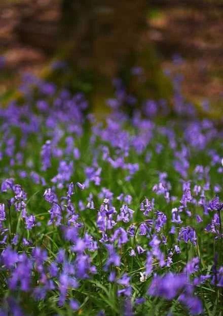 BEST PLACES TO SEE BLUEBELLS IN NORTHERN IRELAND — NI EXPLORER
