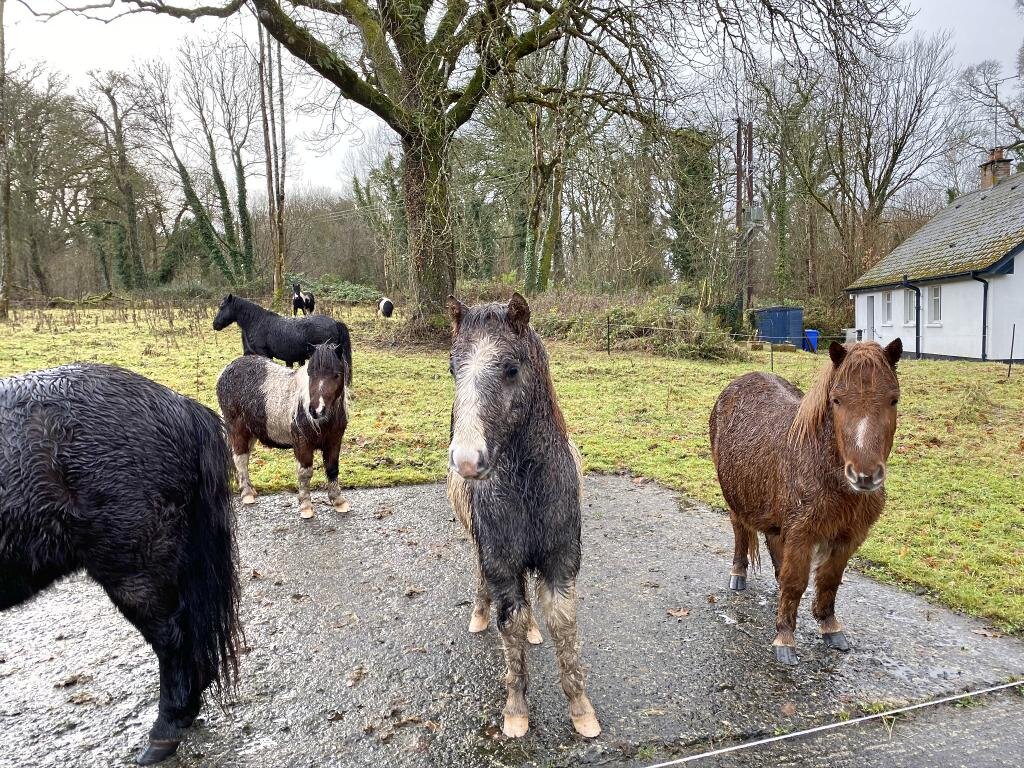 CROM ESTATE — NI EXPLORER