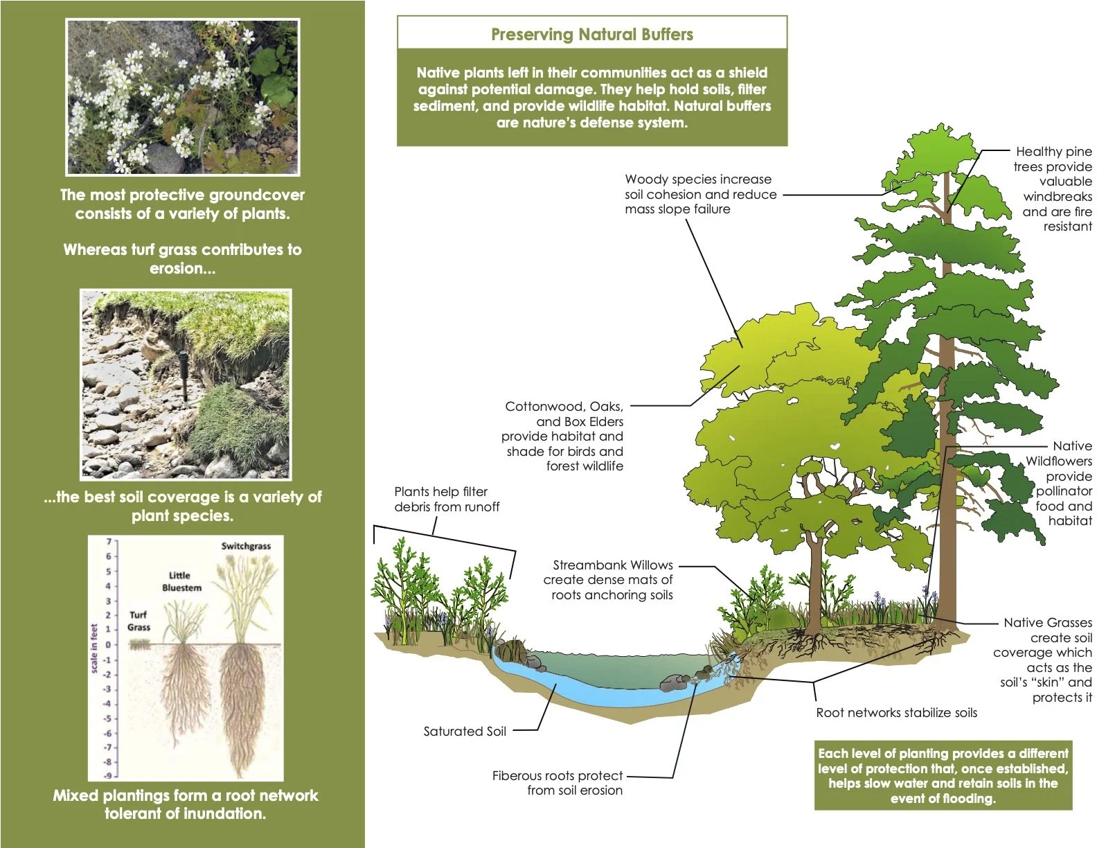 Resource Sheet: The Value and Use of Native Vegetation — Ruidoso-NM.gov ...