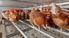 Life of A Hen — Egg-Truth