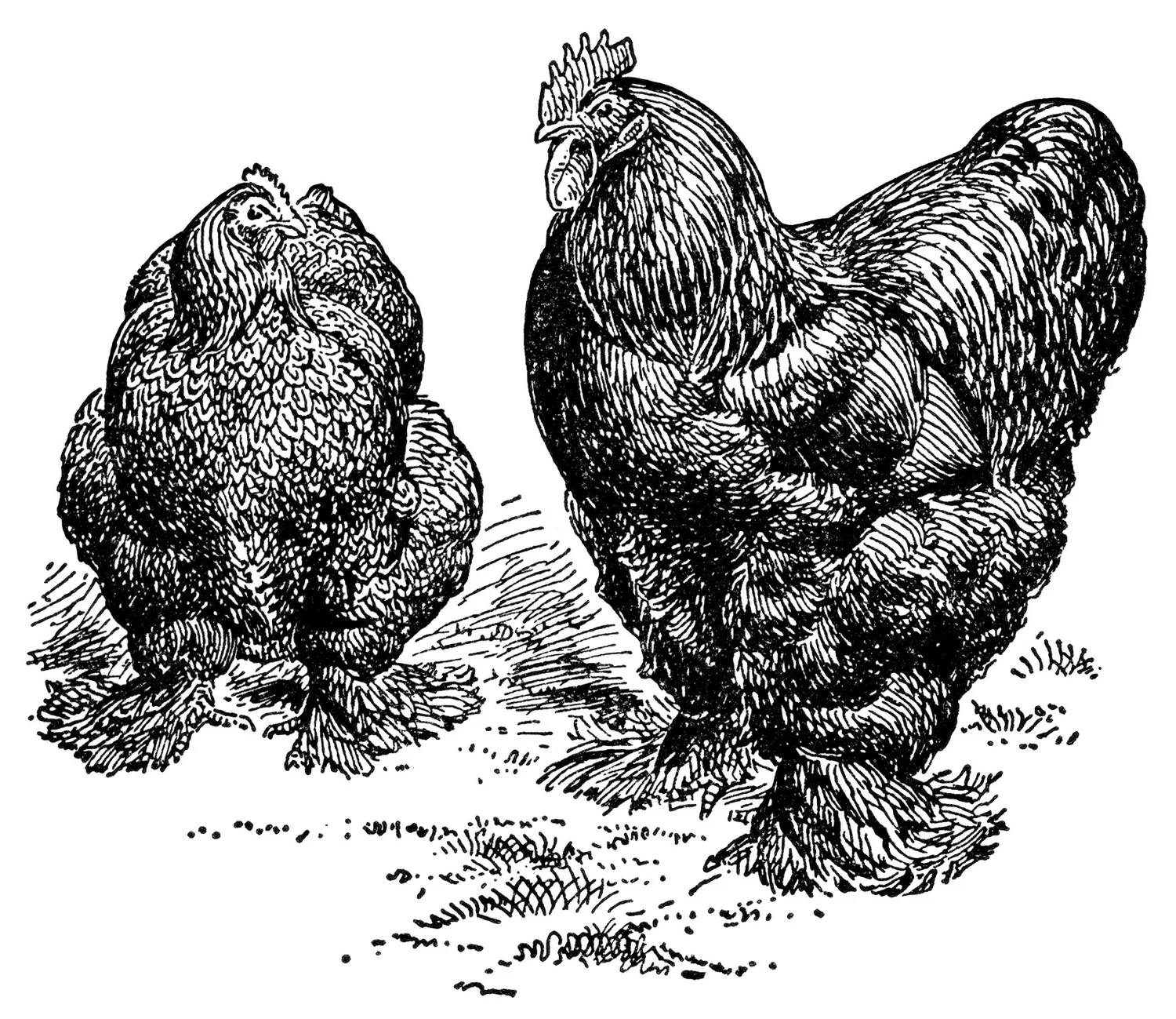 The Evolution of Egg-Laying Hens: From Junglefowl to Factory Farming ...