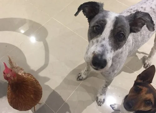 Gerri's Story — Egg-Truth