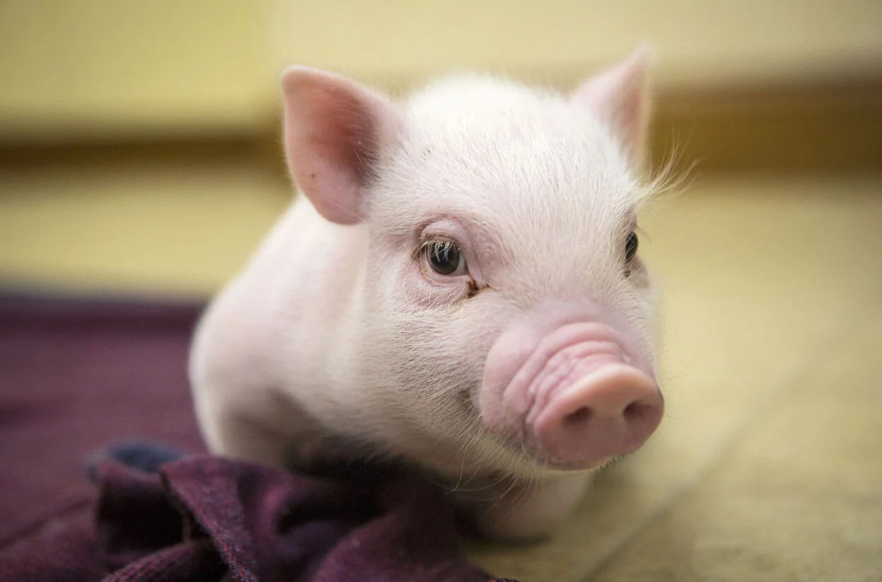Why Eating Some Animals But Not Others Is A Form Of Prejudice — Egg-Truth