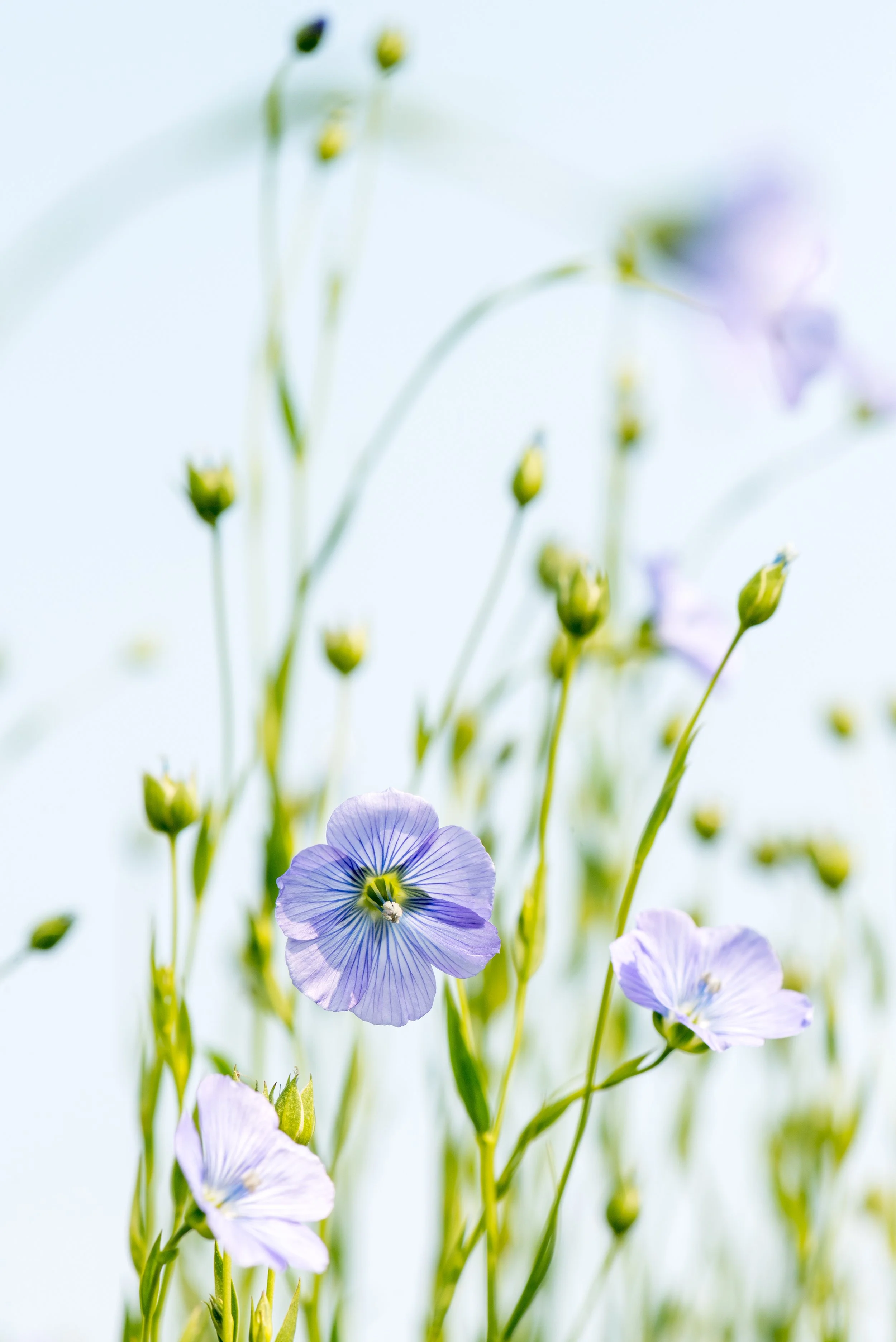 Lino Europeo en México • Tienda Online de Lienzos & Moda | Casa del Lino