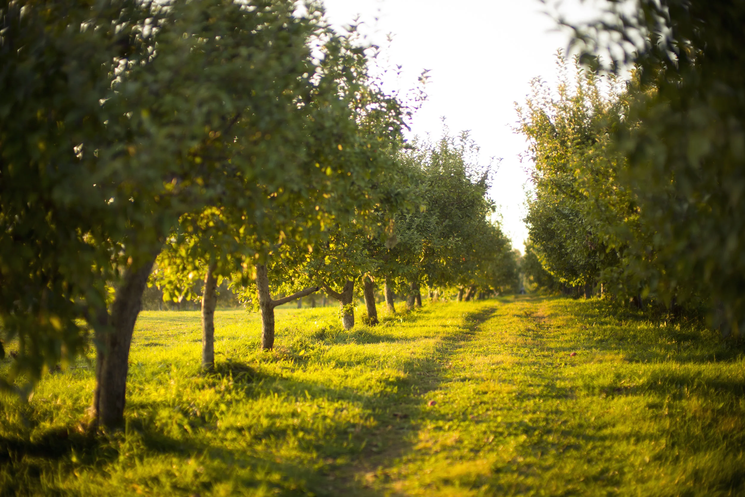 Treasury Cider