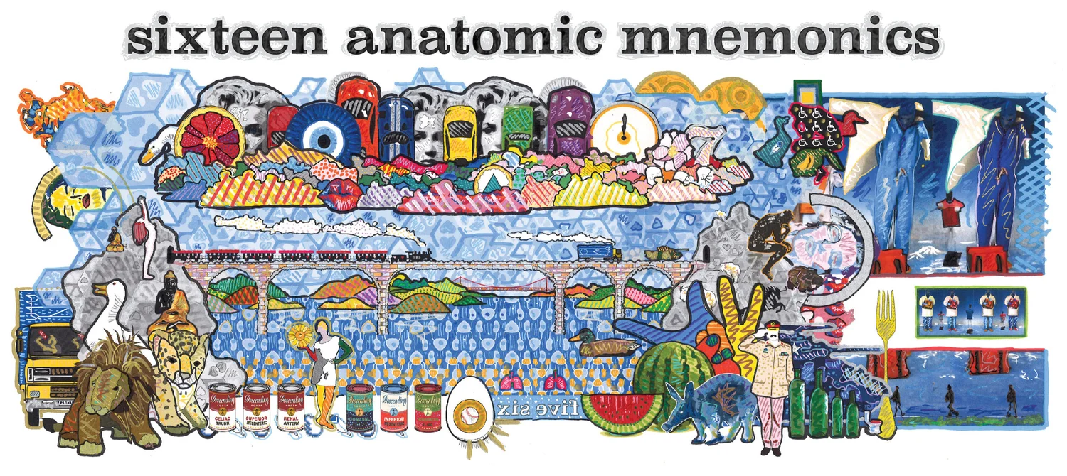 pre-clinical anatomy mnemonics