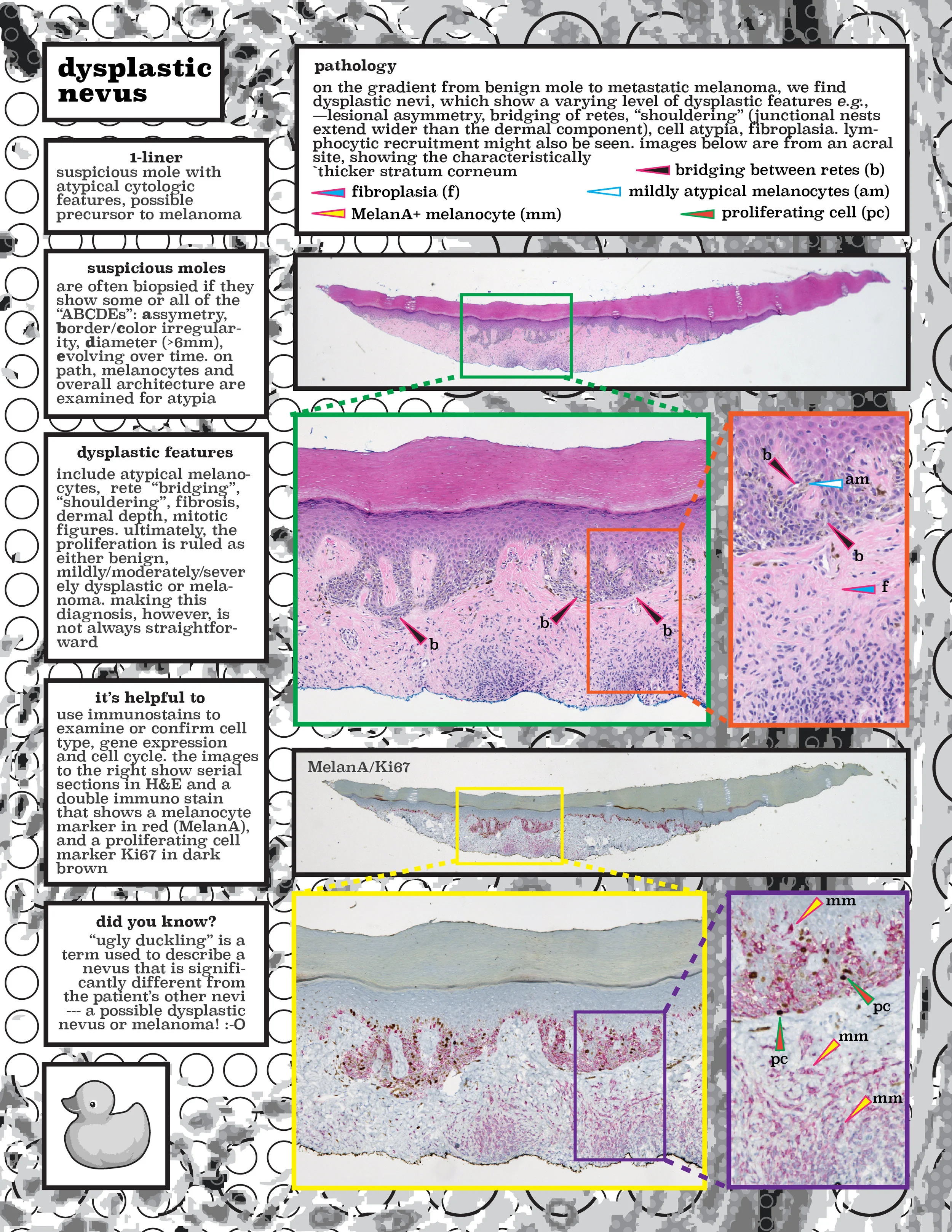 dermpath intro