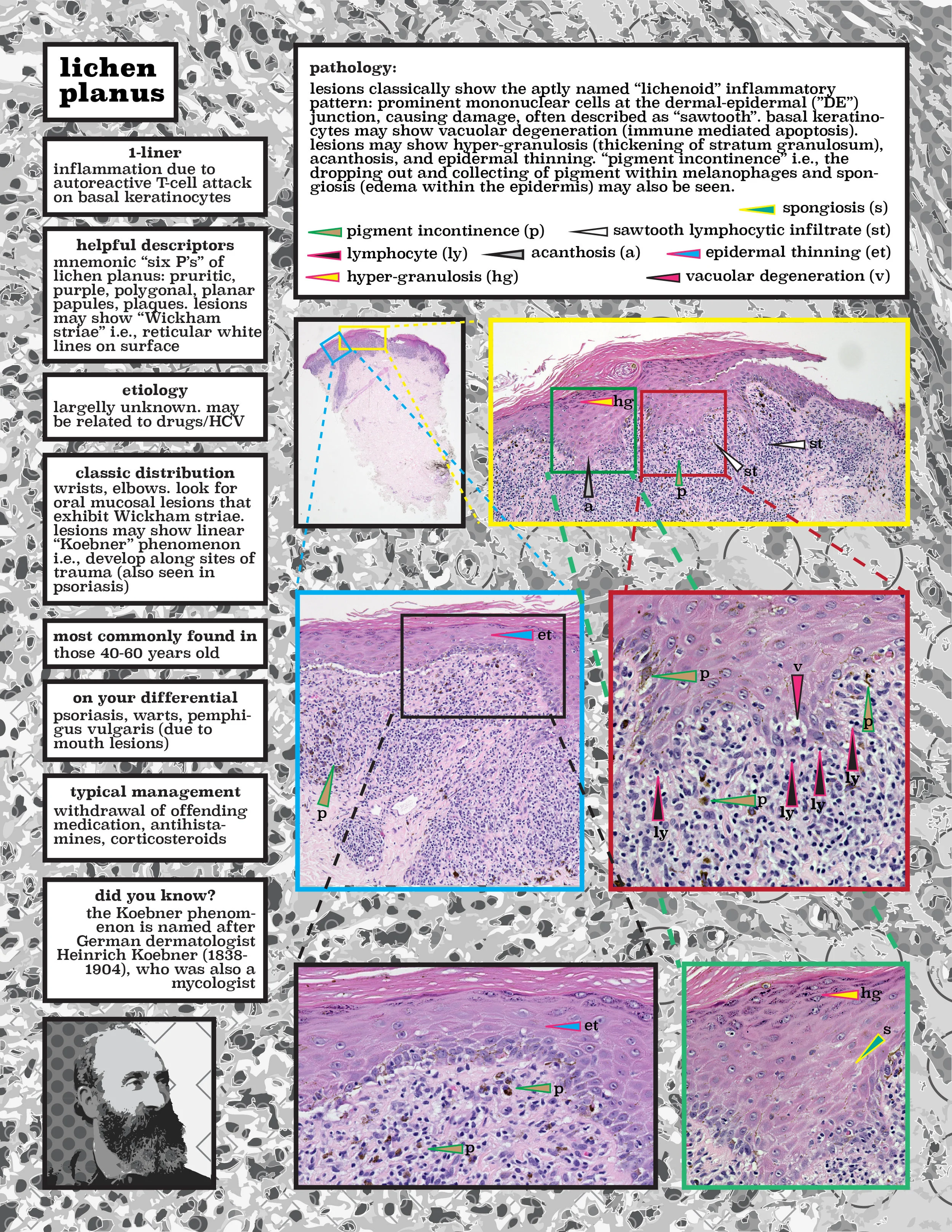dermpath intro