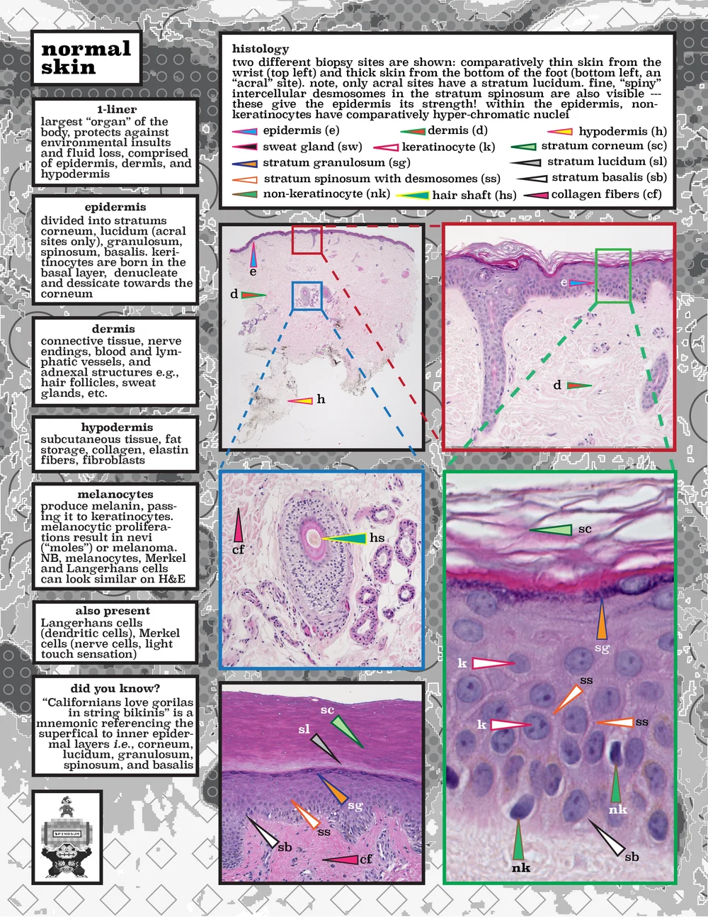 dermpath intro
