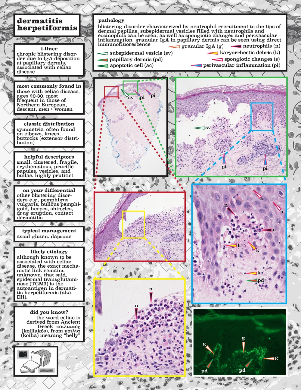dermpath intro