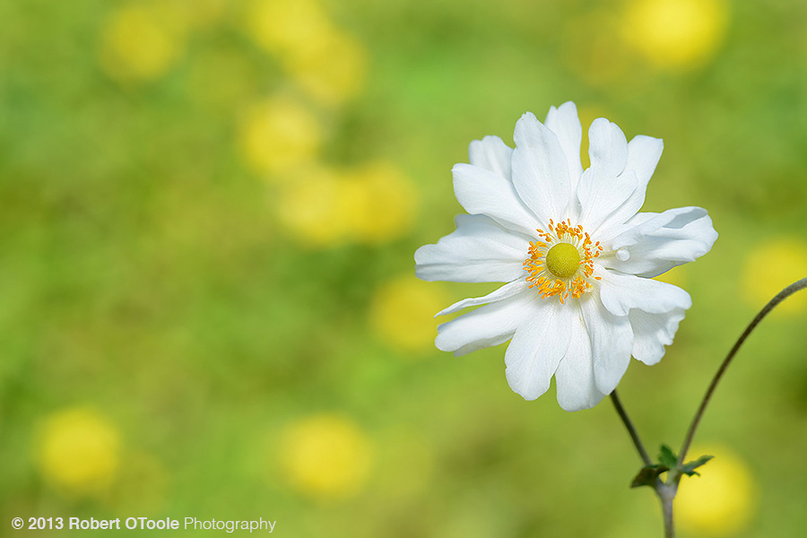 Contrast Photography Examples