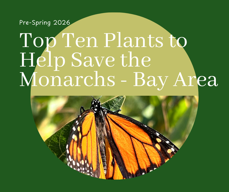 Top Ten Plants to Help Save the Monarchs - Bay Area — Capitol Wholesale ...