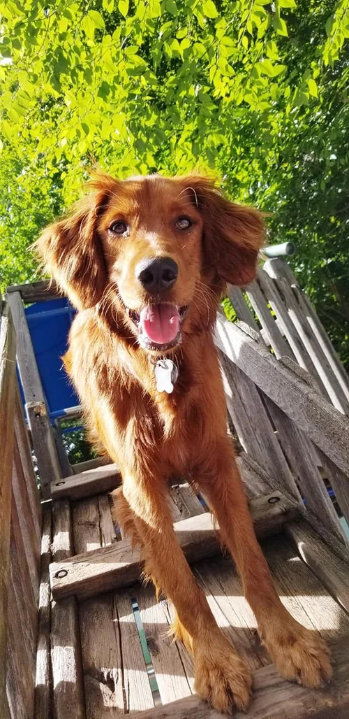 The Greylock Canine Club