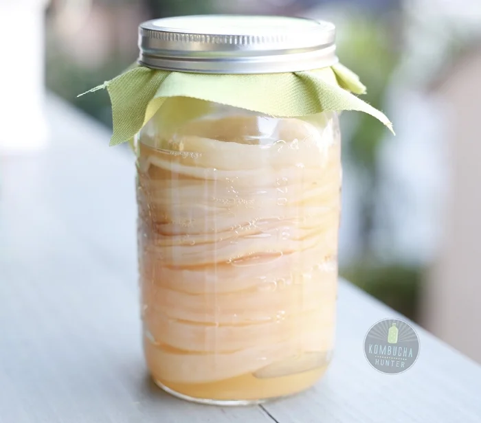 ScobyDO's and DON'Ts! — Kombucha Hunter