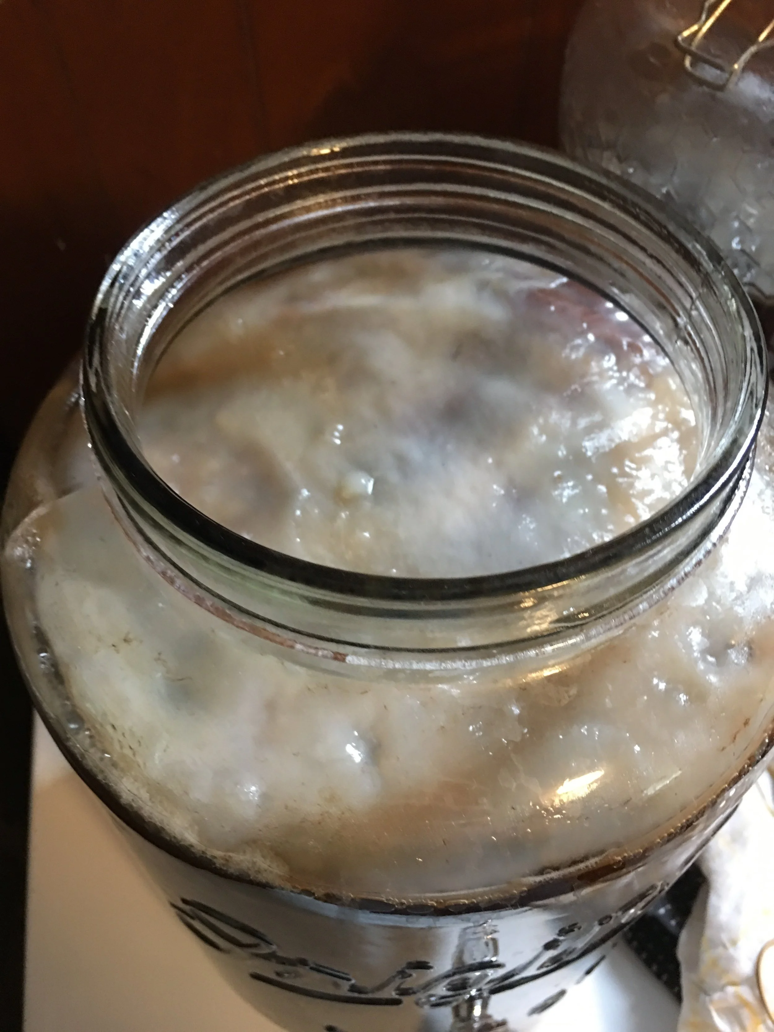 Mold / Not Mold — UPDATED! — Kombucha Hunter