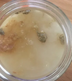 Mold / Not Mold — UPDATED! — Kombucha Hunter
