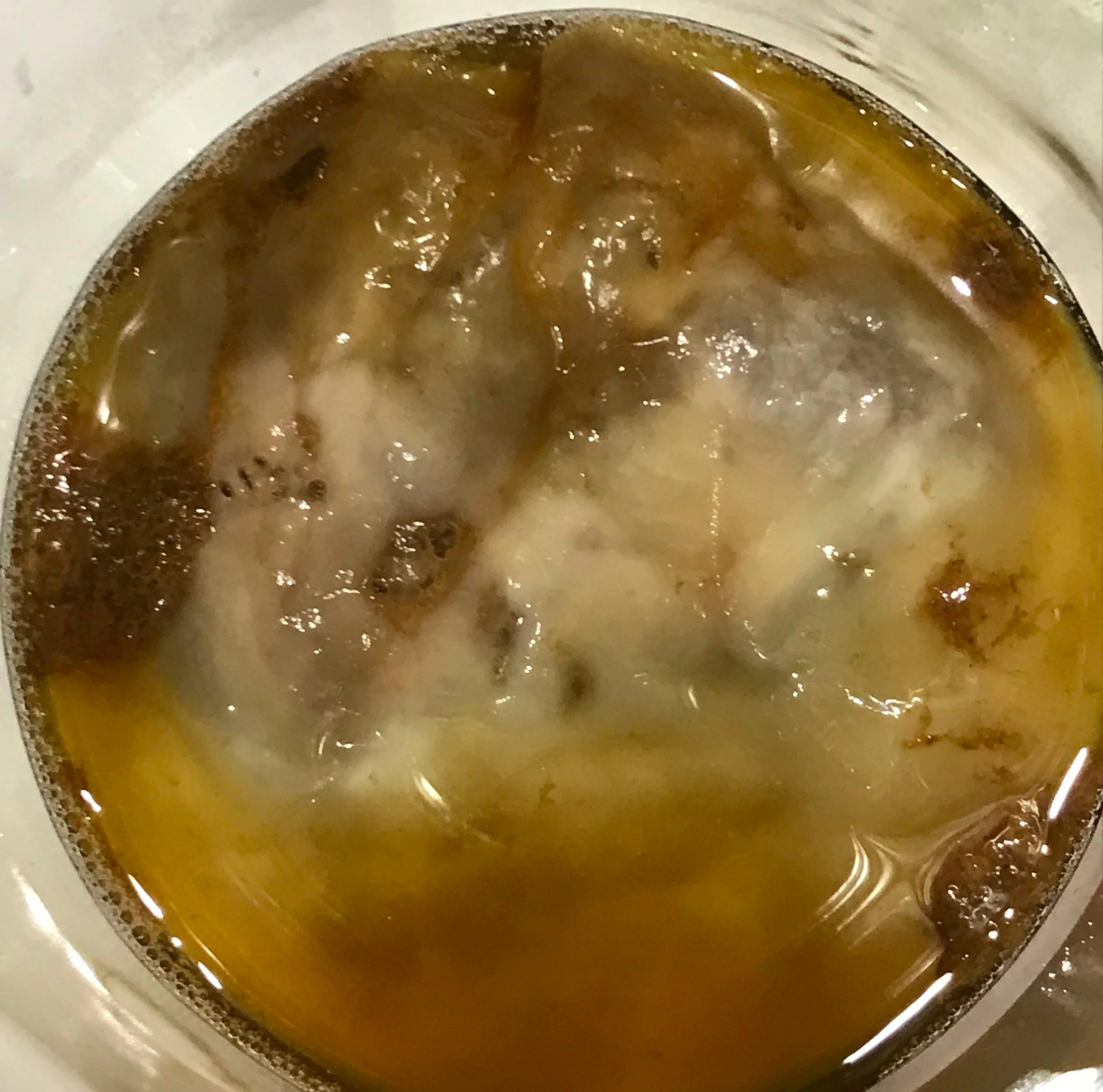 Mold / Not Mold — UPDATED! — Kombucha Hunter