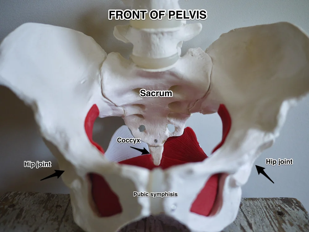 Movement + The Pelvis — Heal Endo