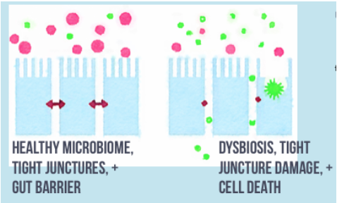 What is Endo Belly? The definitive guide. — Heal Endo