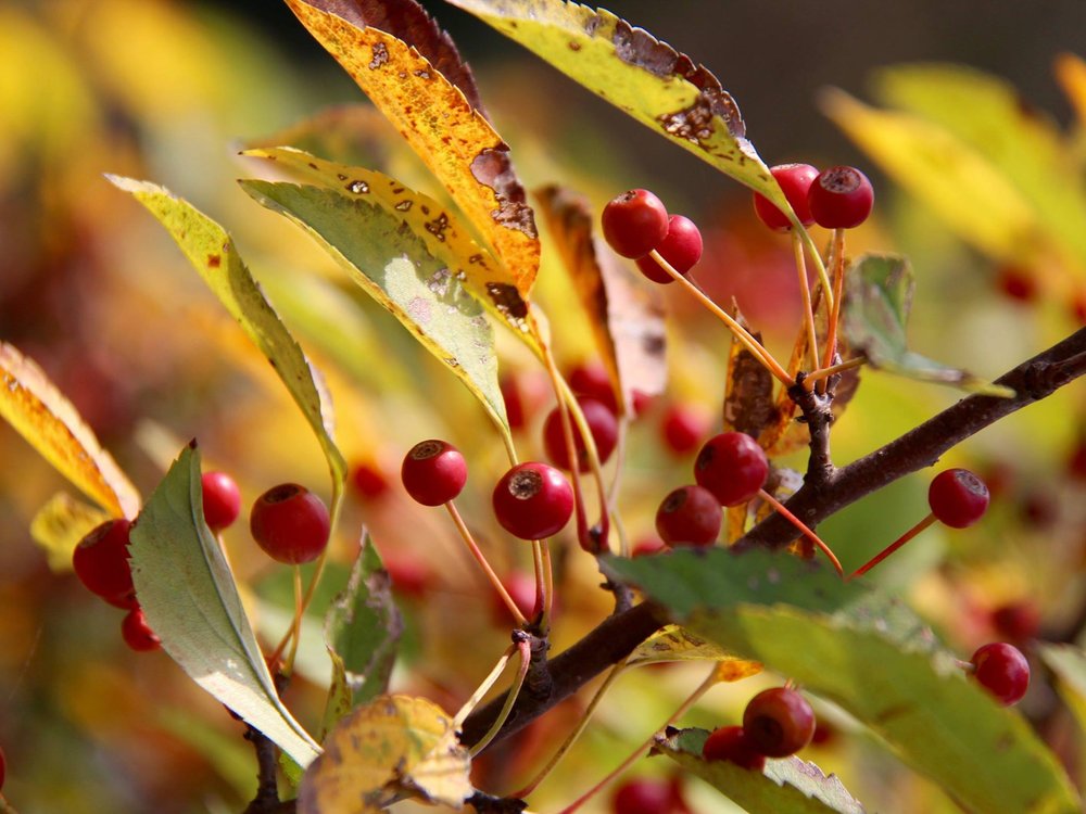 Oak Spring Garden Foundation - Autumn at Oak Spring