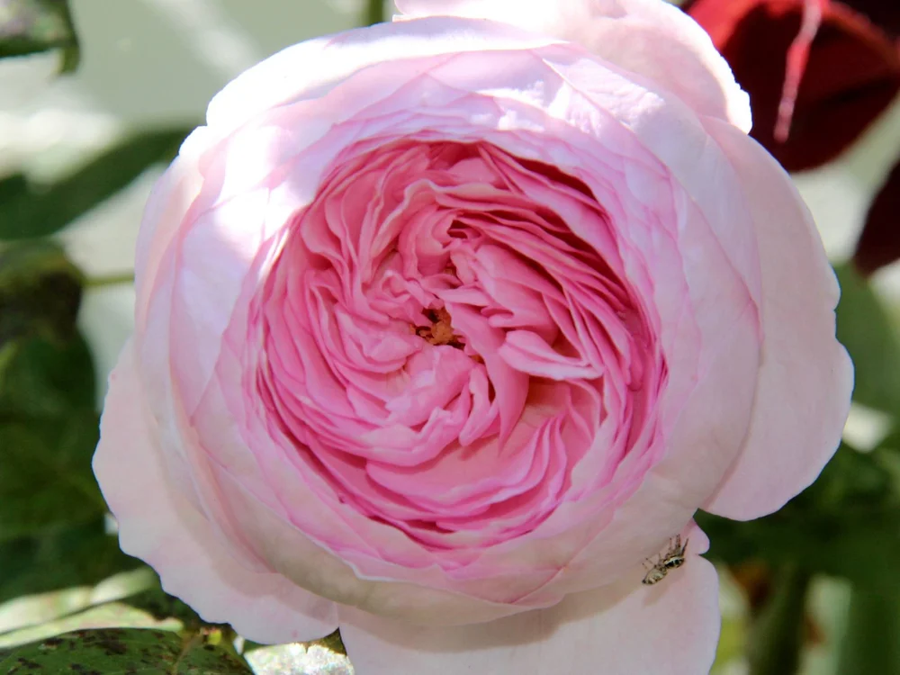 Oak Spring Garden Foundation - Autumn at Oak Spring