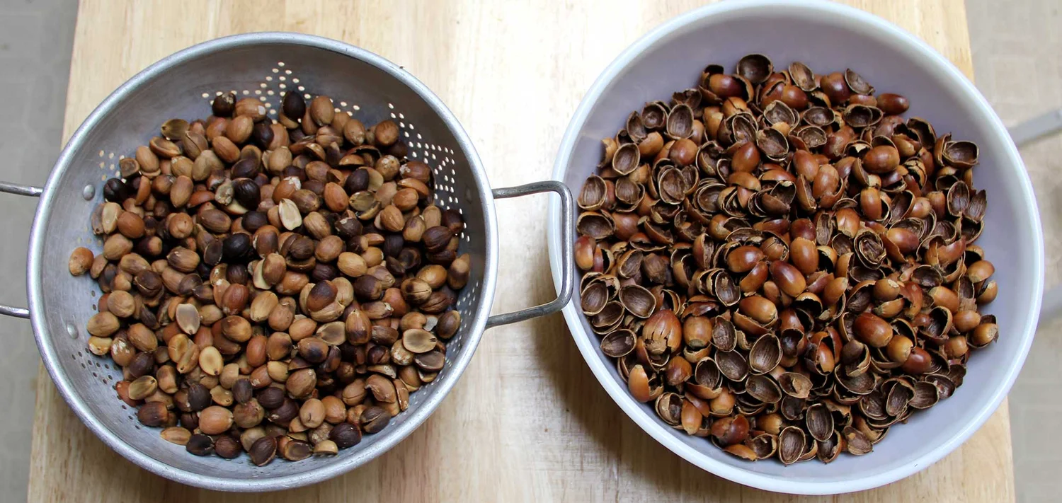 Oak Spring Garden Foundation - Eating Acorns