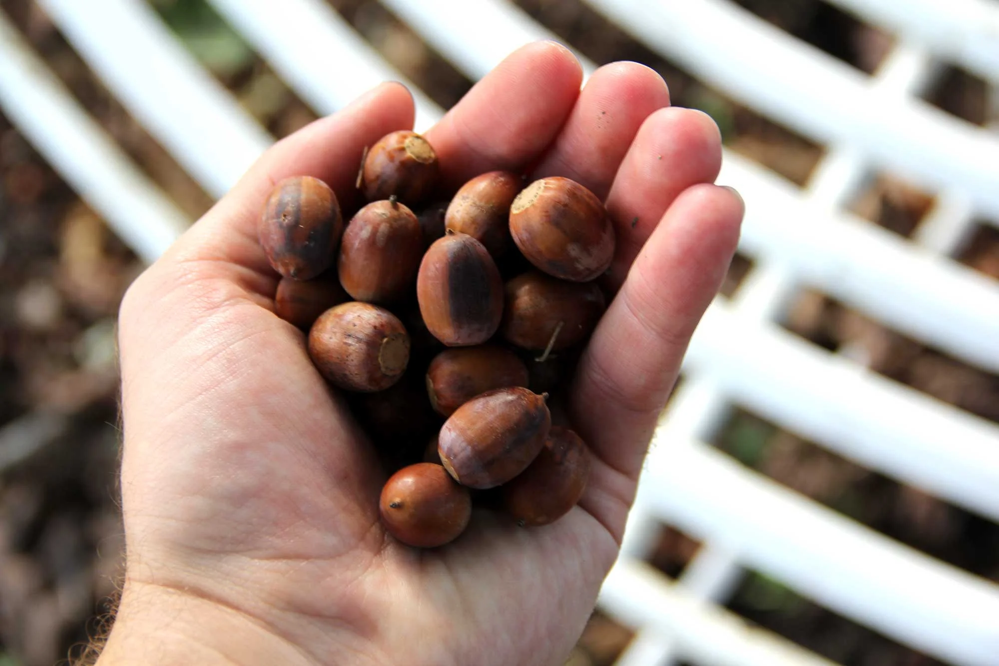 Oak Spring Garden Foundation - Eating Acorns