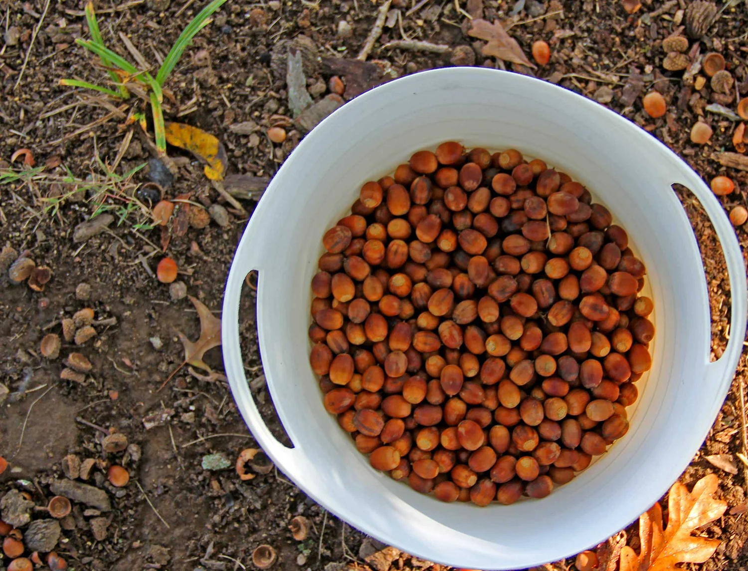 Oak Spring Garden Foundation - Eating Acorns