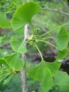 Oak Spring Garden Foundation - Ginkgo: A Sexual Curiosity