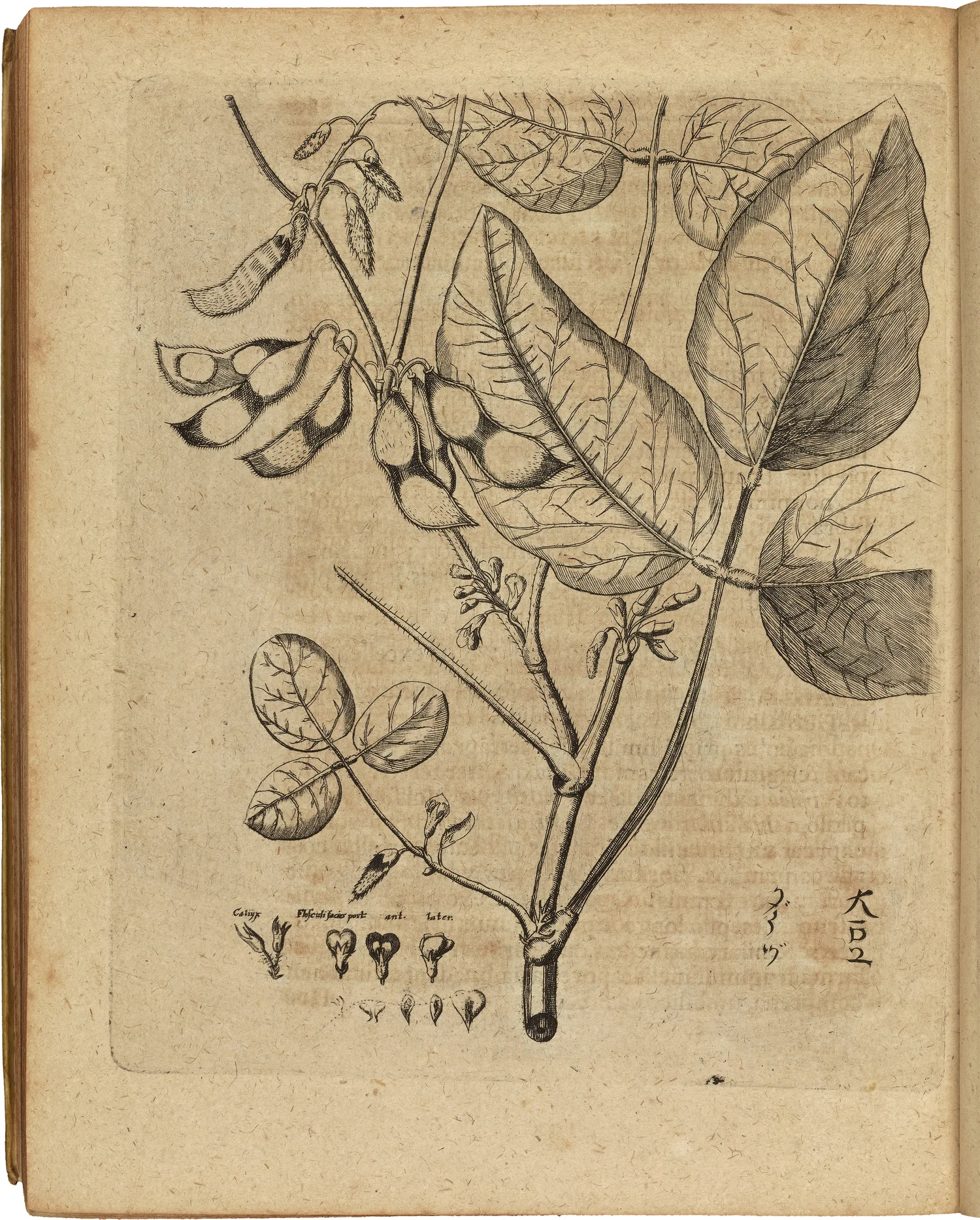 Oak Spring Garden Foundation - Botany, Science and Social Justice: The ...