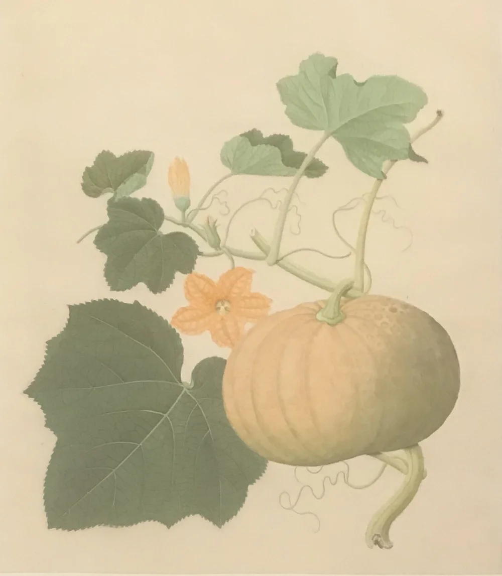 Oak Spring Garden Foundation - Harvesting History: Biocultural ...
