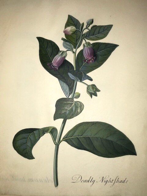 Oak Spring Garden Foundation - The World’s Most Monstrous Plants