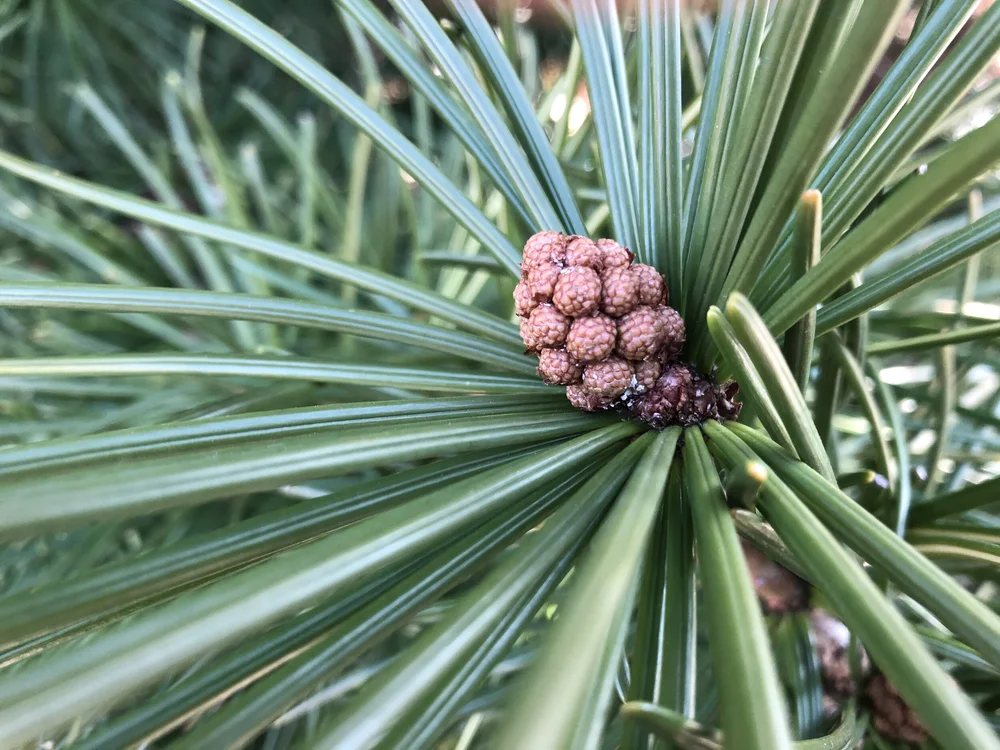 Oak Spring Garden Foundation - Incredible Conifers