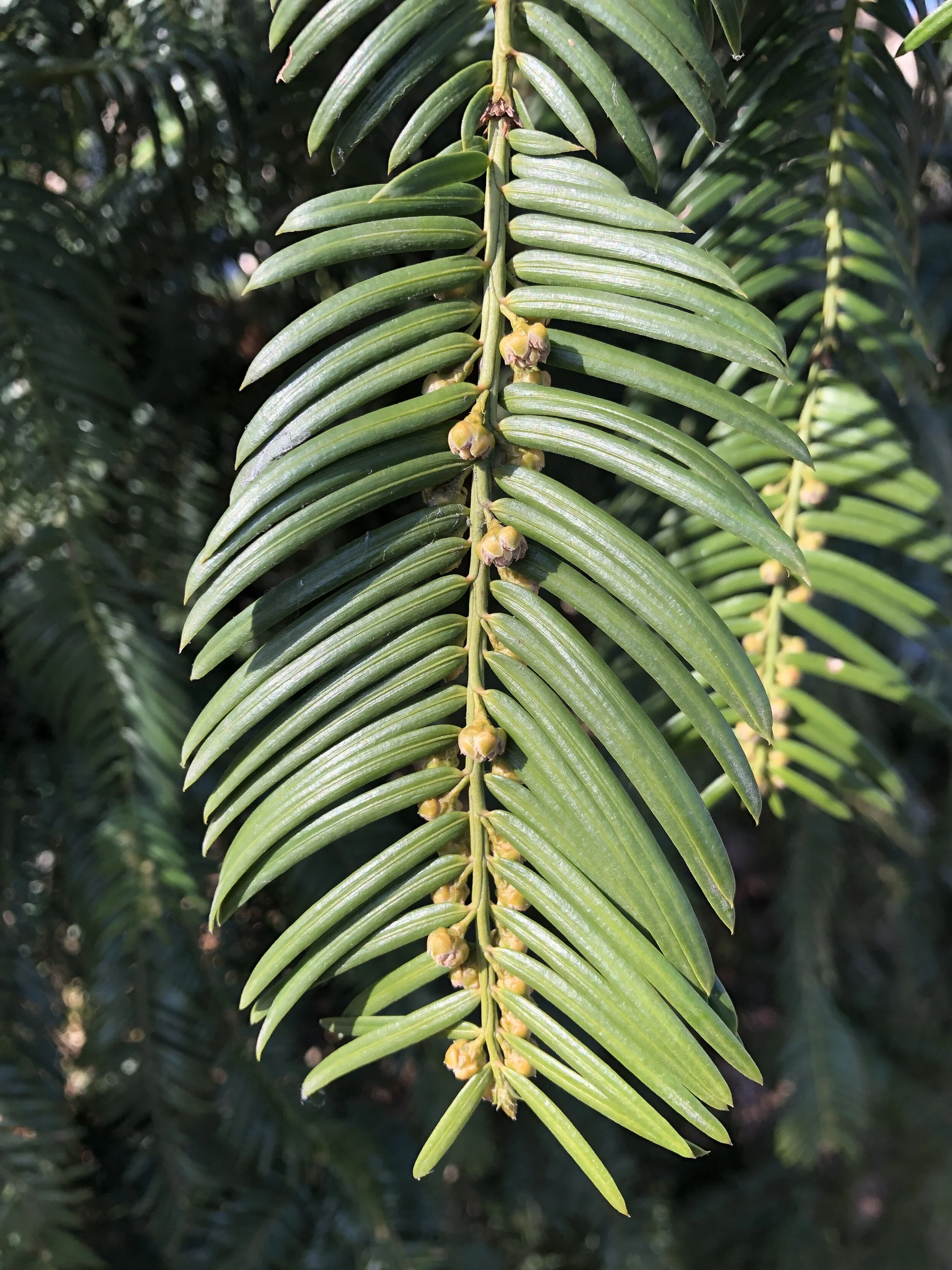 Oak Spring Garden Foundation - Incredible Conifers