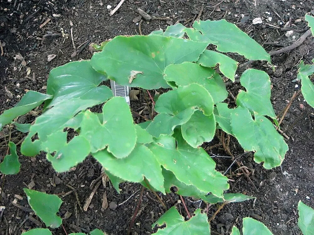 Oak Spring Garden Foundation - The World's Sexiest Plants