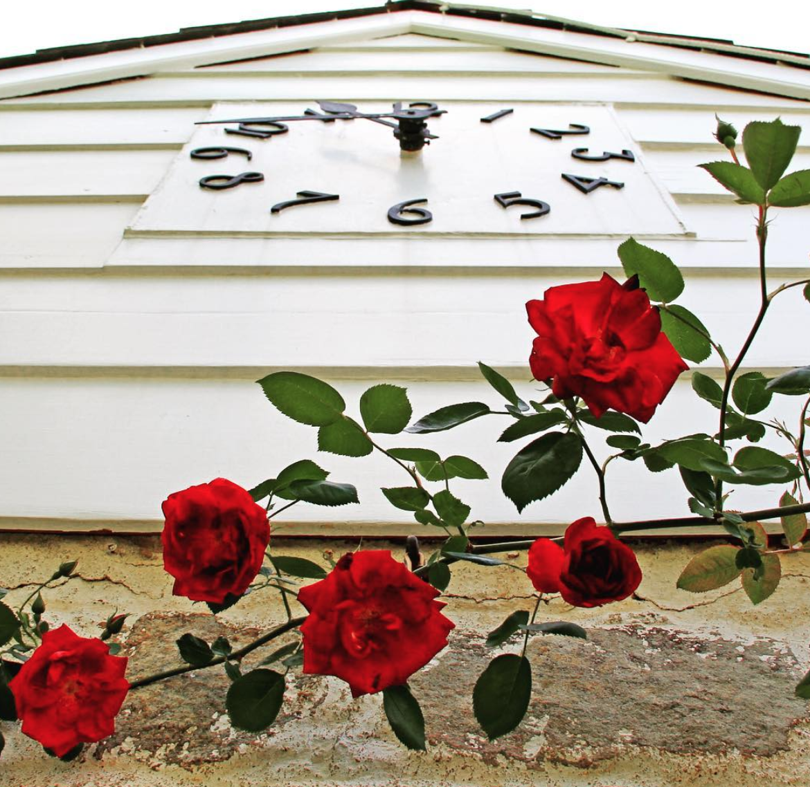 Oak Spring Garden Foundation - The World's Sexiest Plants